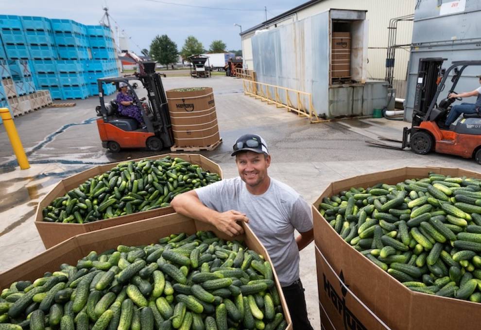 Ontario hand-harvested field cucumbers fill U.S. processing needs | The ...